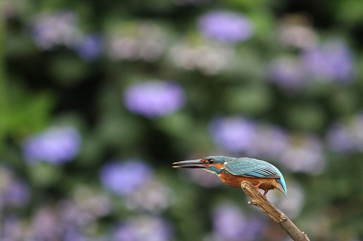 臨戦体勢 | GANREF