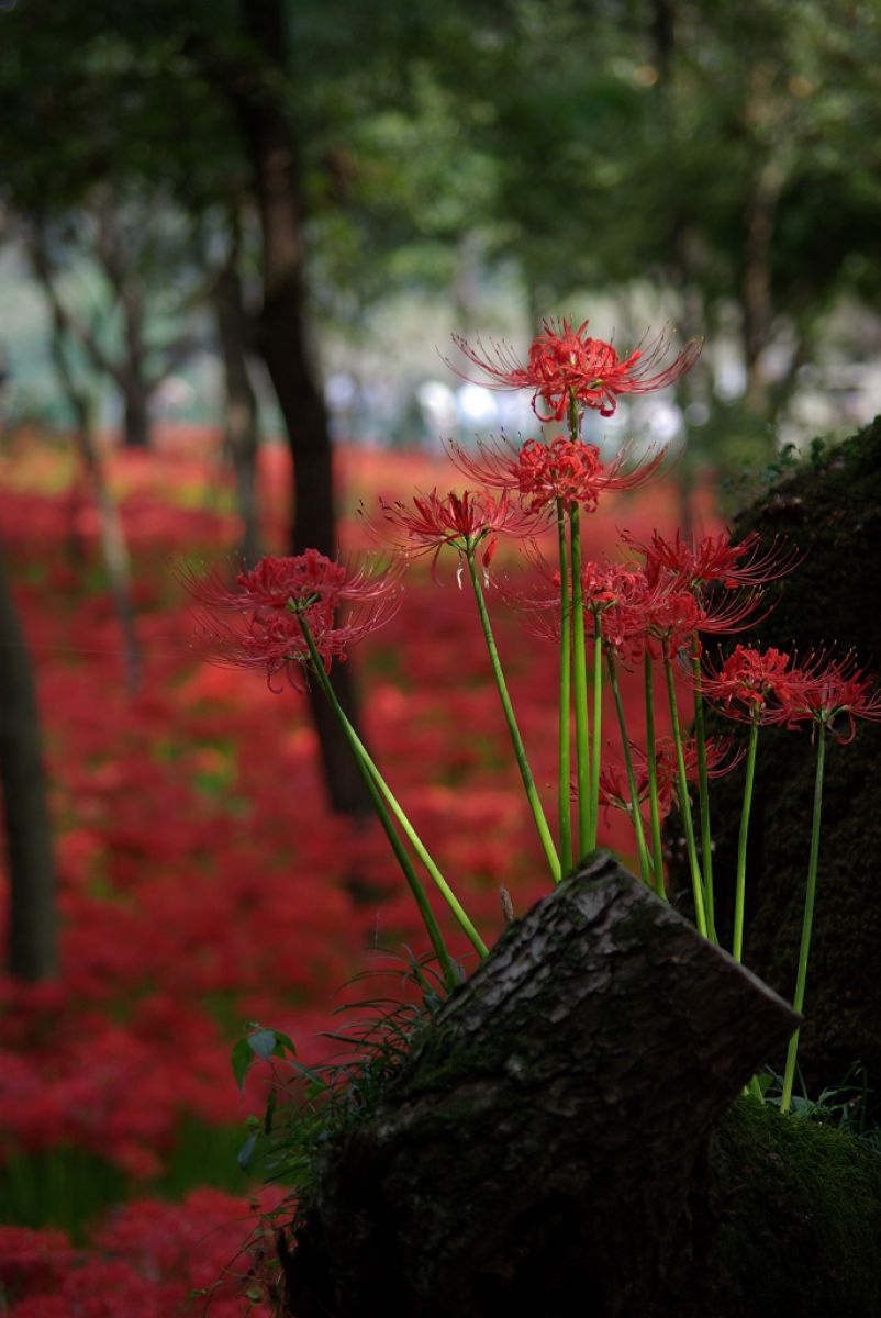 木の上の曼珠沙華 2 | GANREF