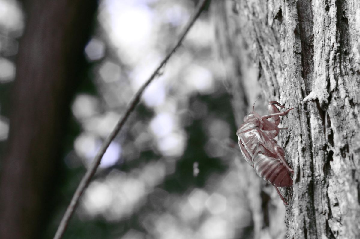 抜けあと。 | GANREF