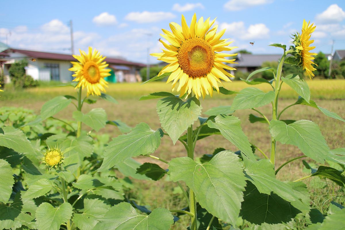 まだ咲いてます。 | GANREF