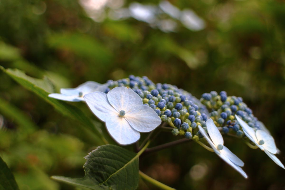 アジサイも来週から。 | GANREF