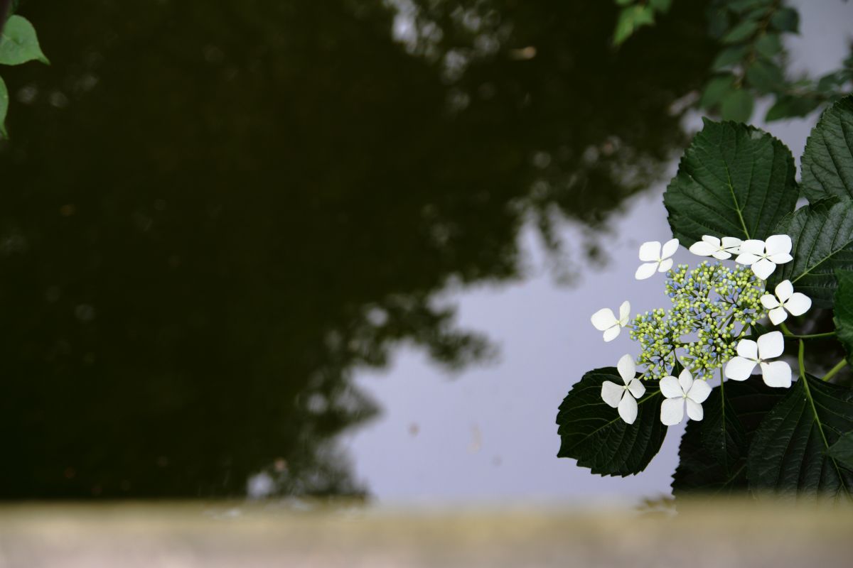 橋下の白紫陽花。 | GANREF