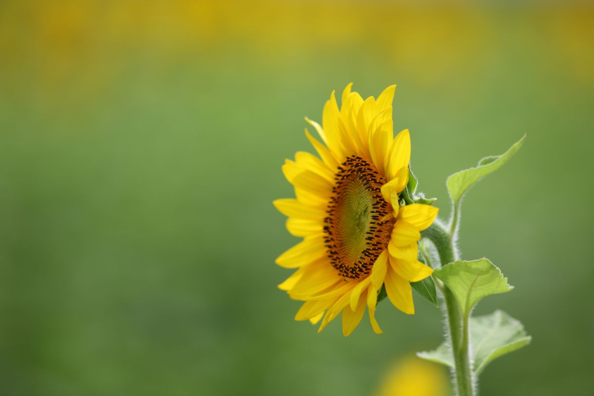 あなたを見つめる | GANREF