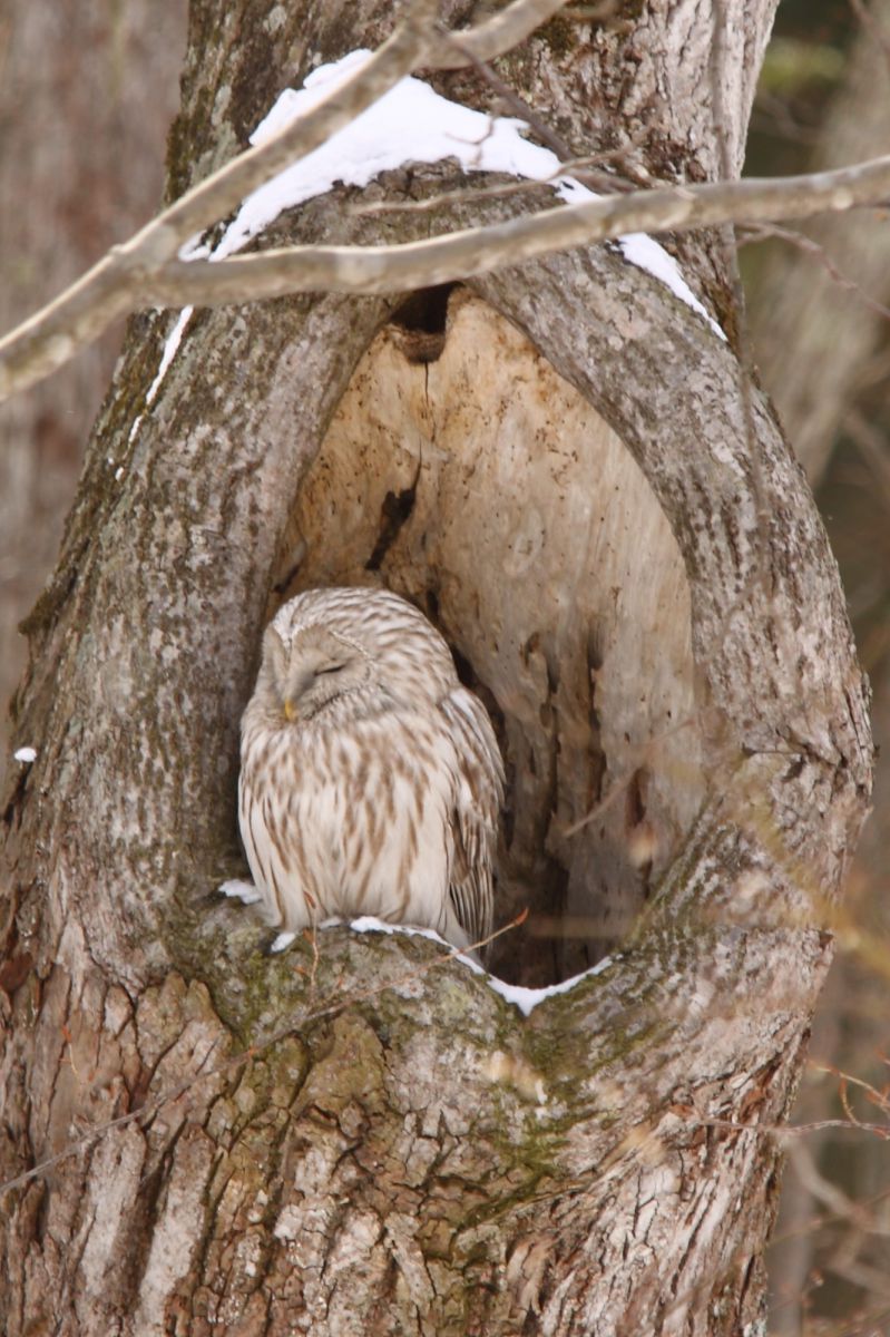 横顔にしてね | GANREF