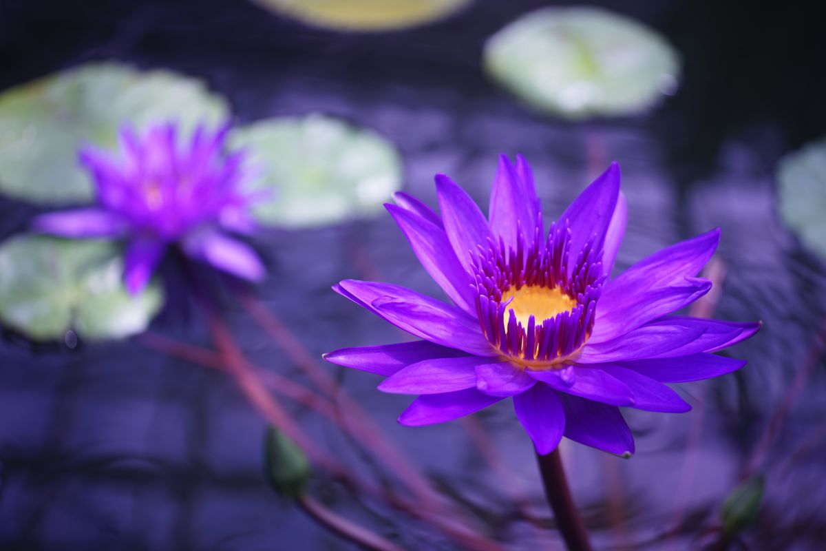 Fascinating Purple | GANREF