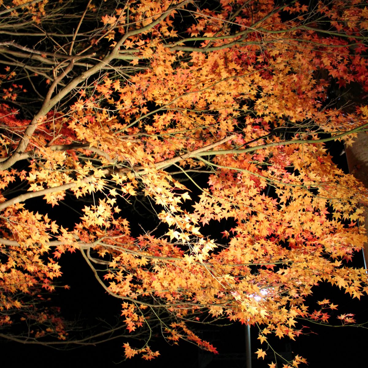 #003 黄葉 | GANREF