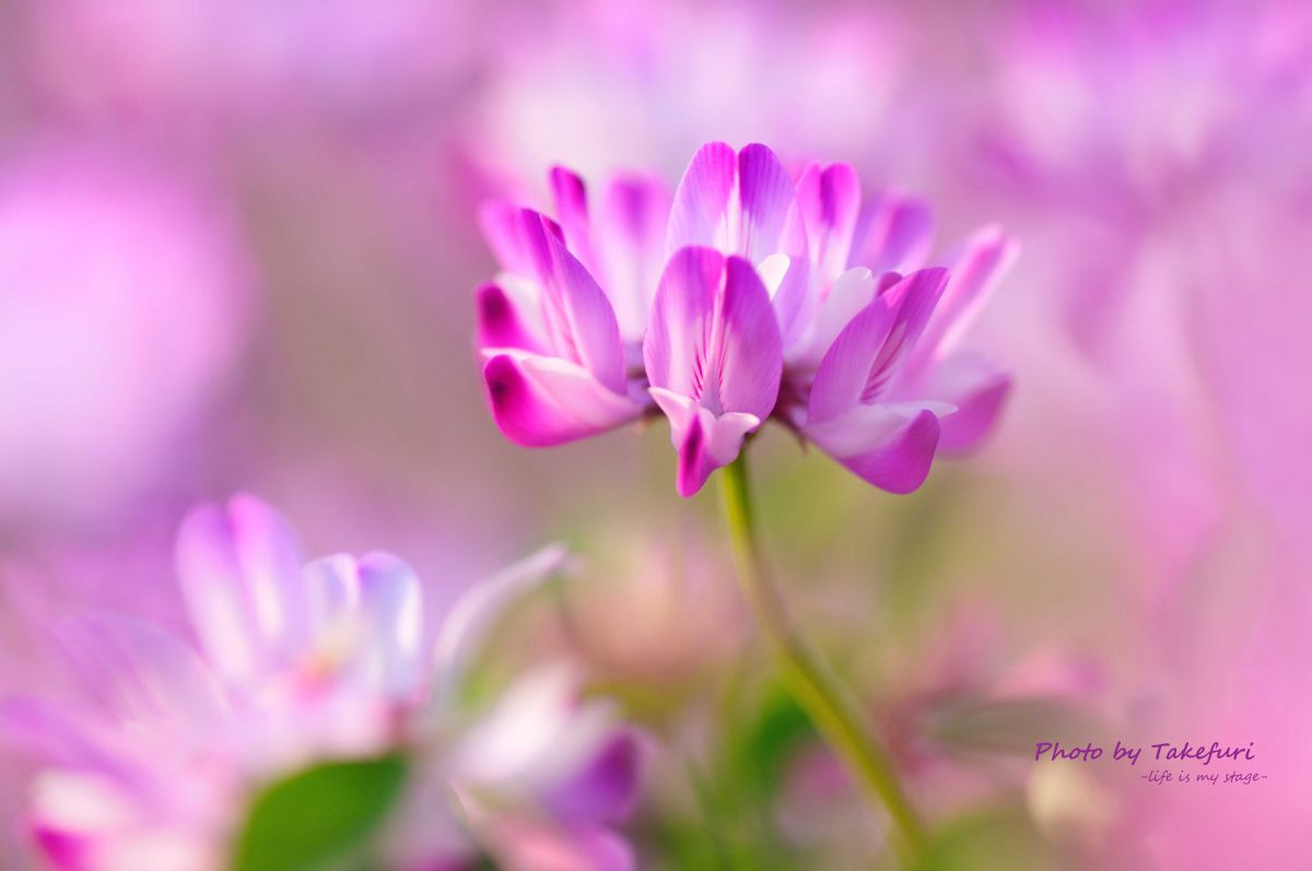 春草のMelody♪ | GANREF