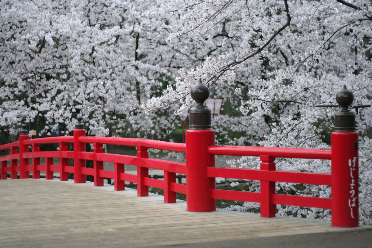 赤い橋と満開の桜 | GANREF