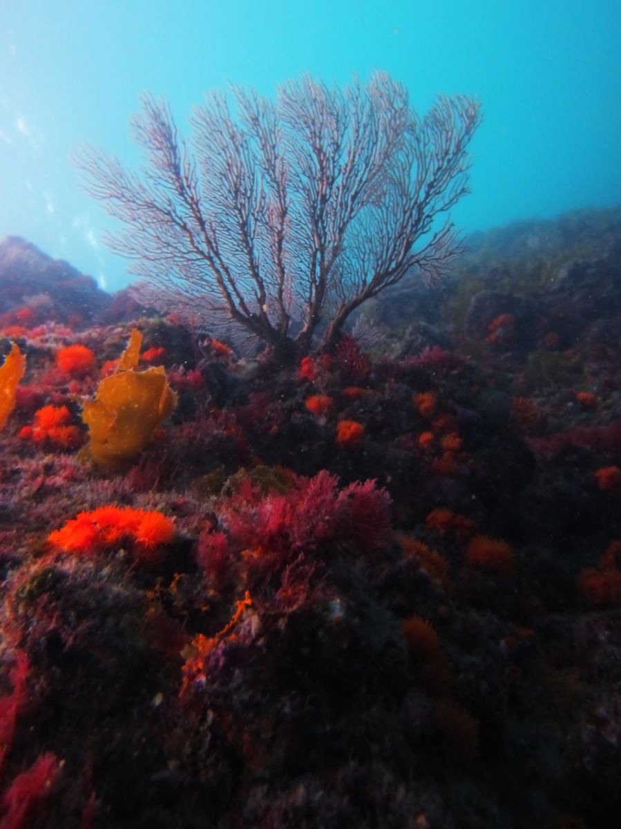 Another planet | GANREF