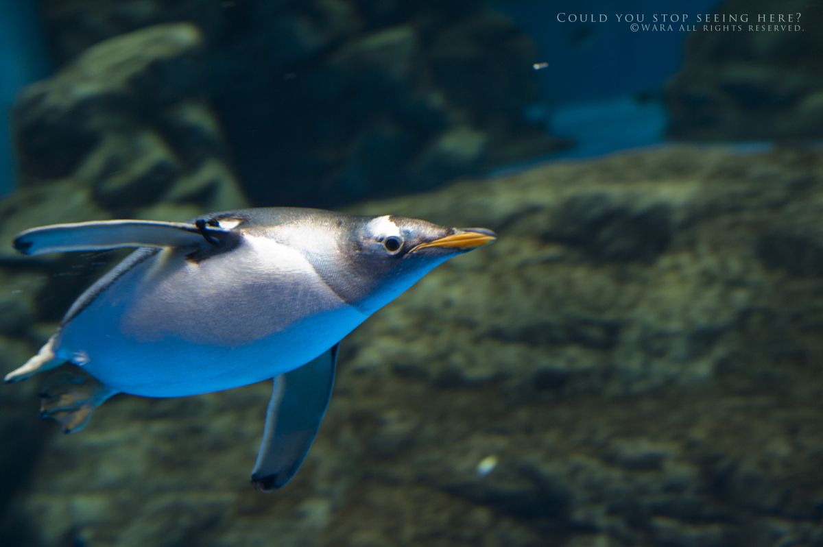 Please do not look. | GANREF