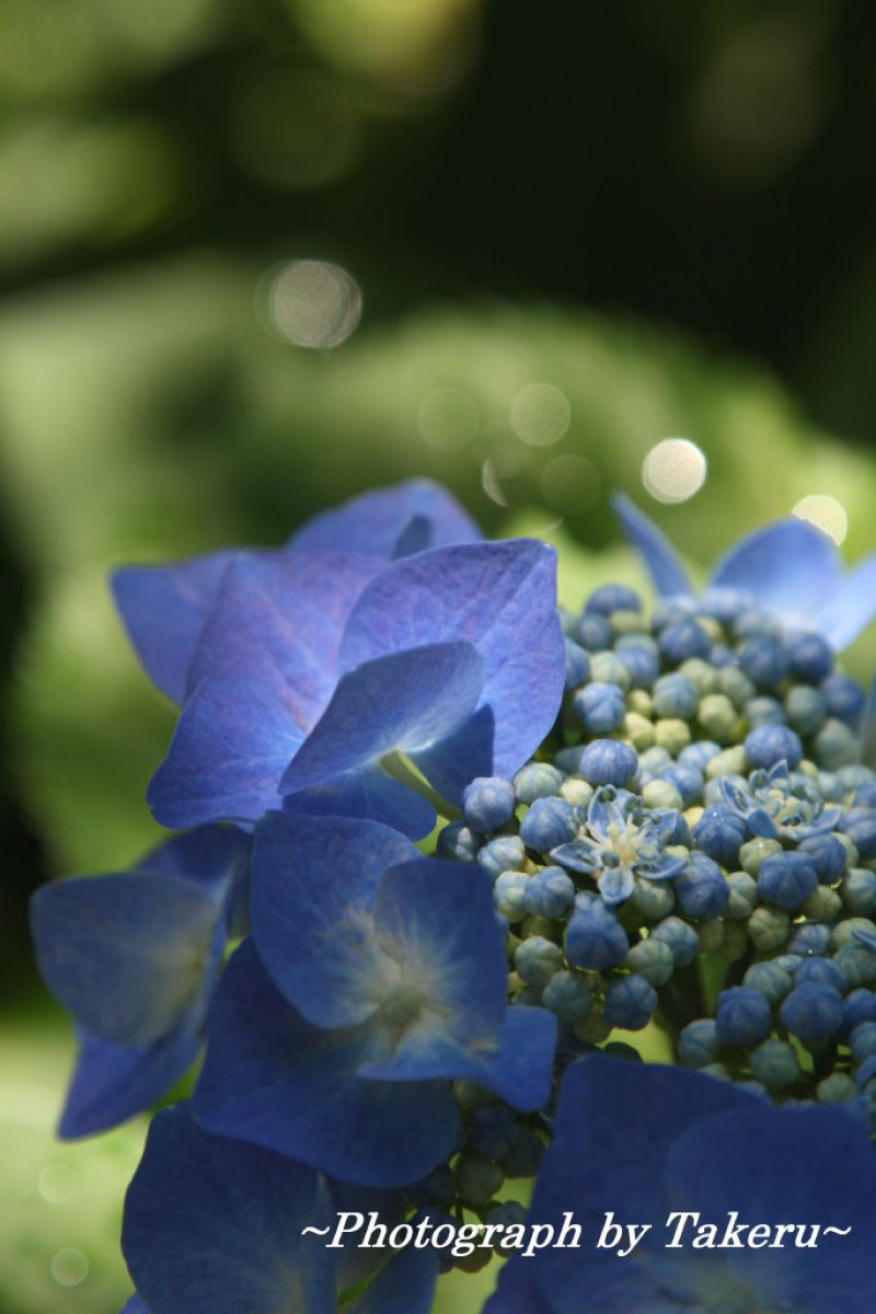 Up用 三室戸-002.jpg | GANREF