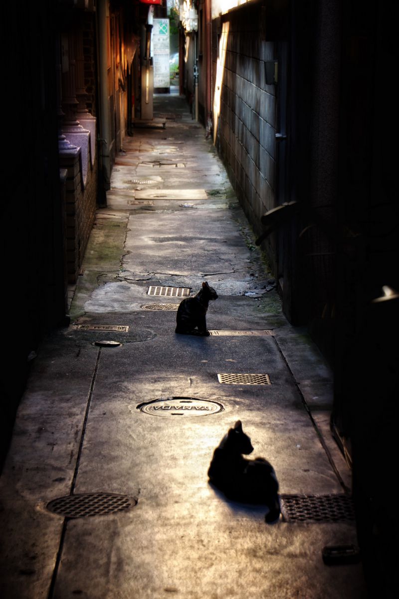 Back Street Cats | GANREF