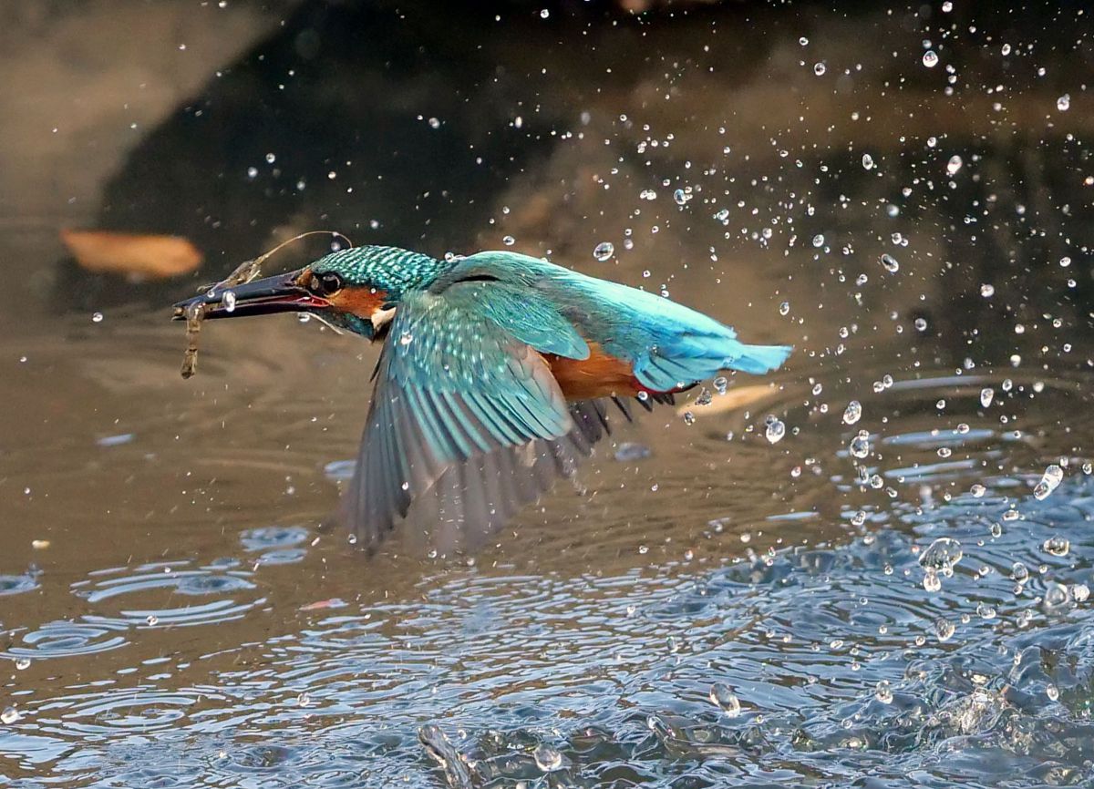 エビget！ | GANREF