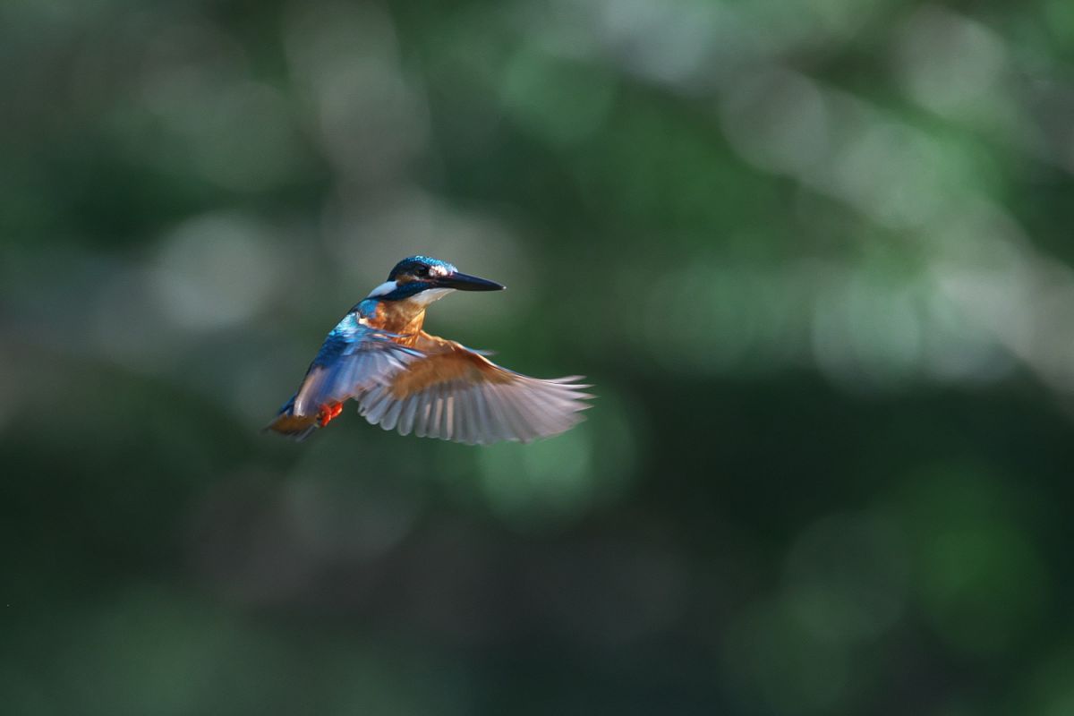 カワセミ4461 | GANREF