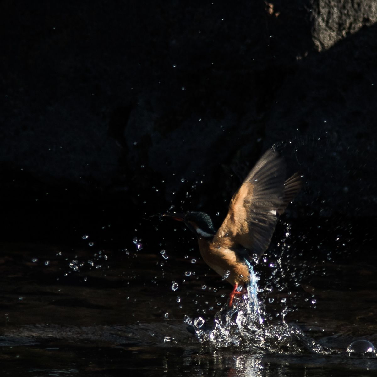 かわせみ | GANREF