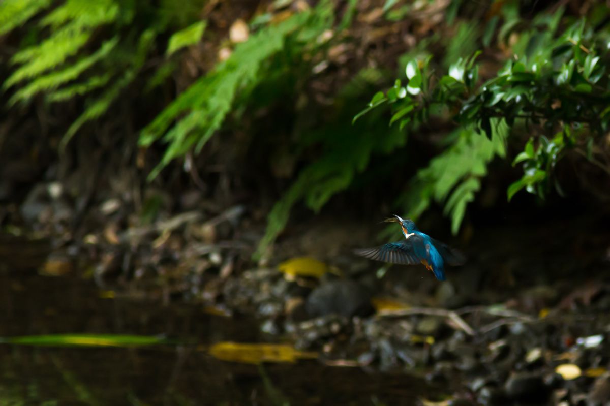 Blue collar | GANREF