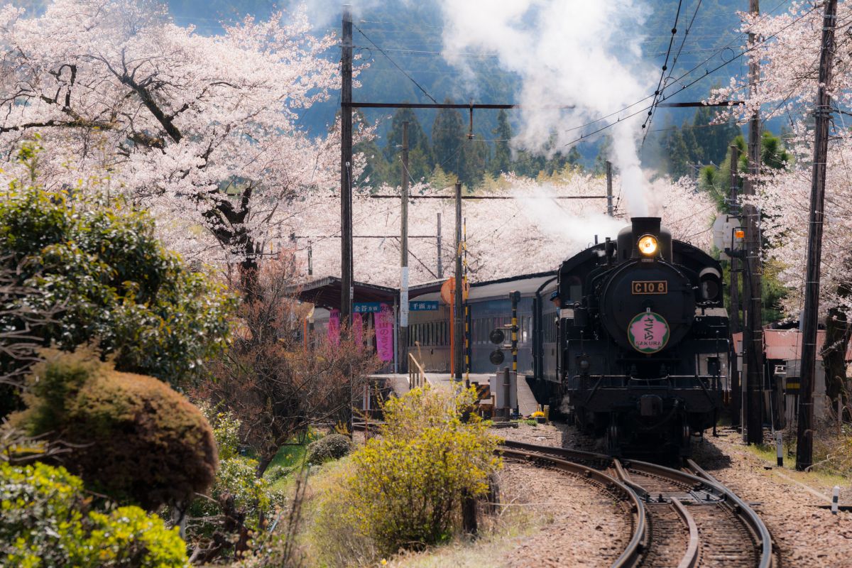 Sakura Express | GANREF