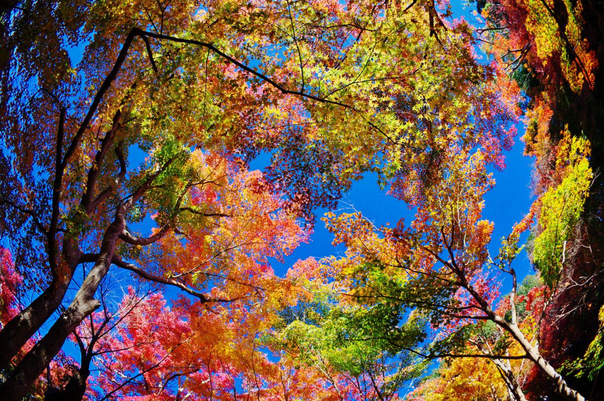 Autumn Sphere | GANREF