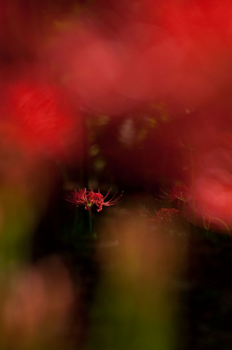 ヒガンバナ | GANREF