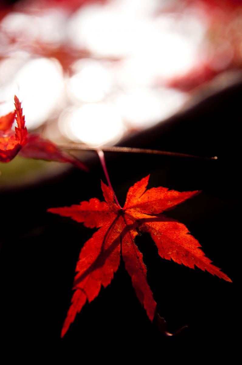 いまにも飛び立ちそうな | GANREF