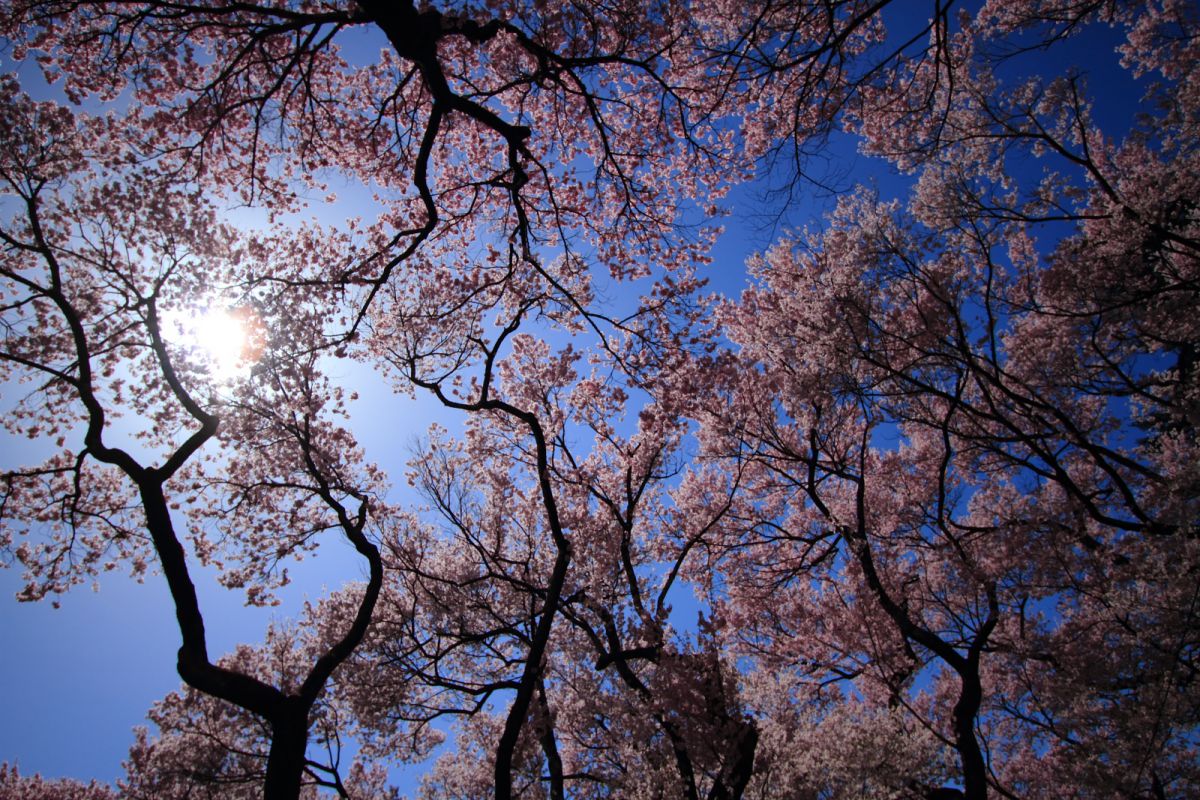 コヒガンサクラ | GANREF