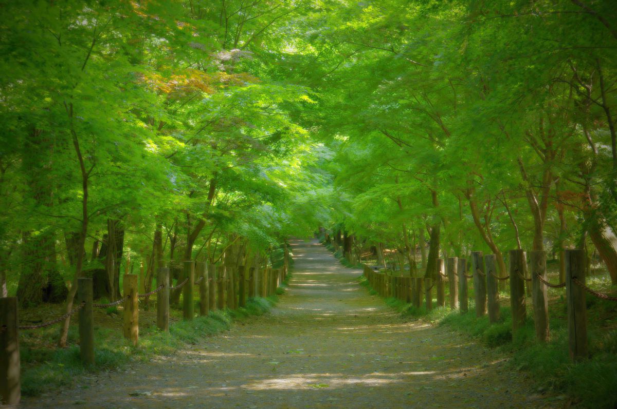 新緑の道 | GANREF