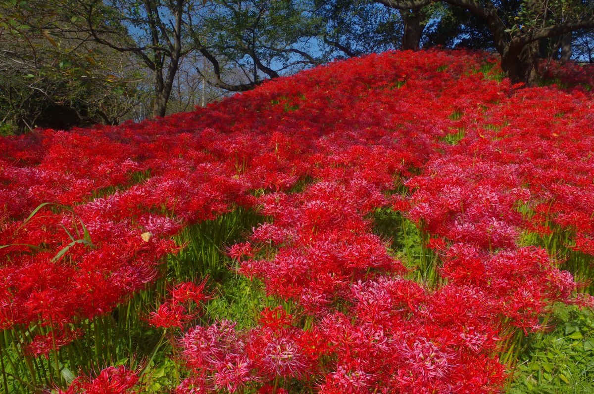 ばーっと | GANREF