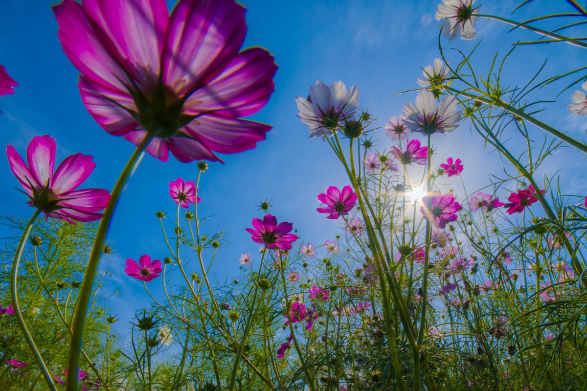 Sunshine cosmos | GANREF