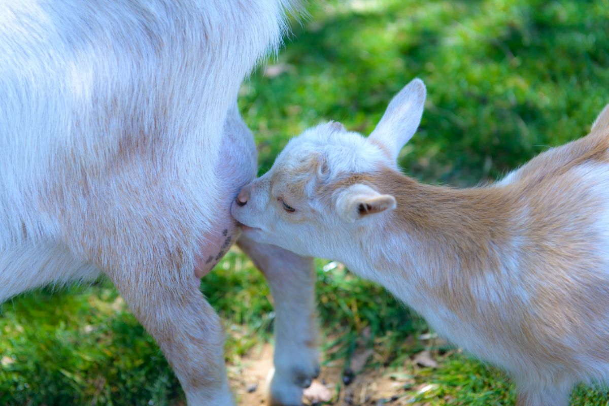 つかまえた | GANREF