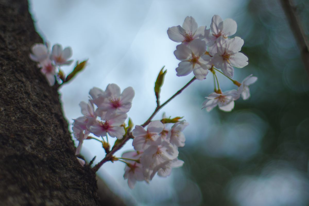 ひょろん その1 | GANREF