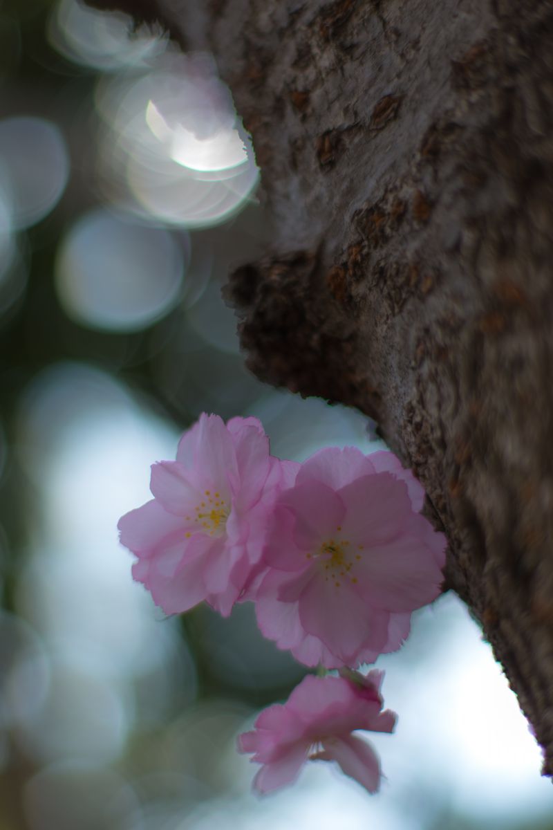 ひょろん その2 | GANREF