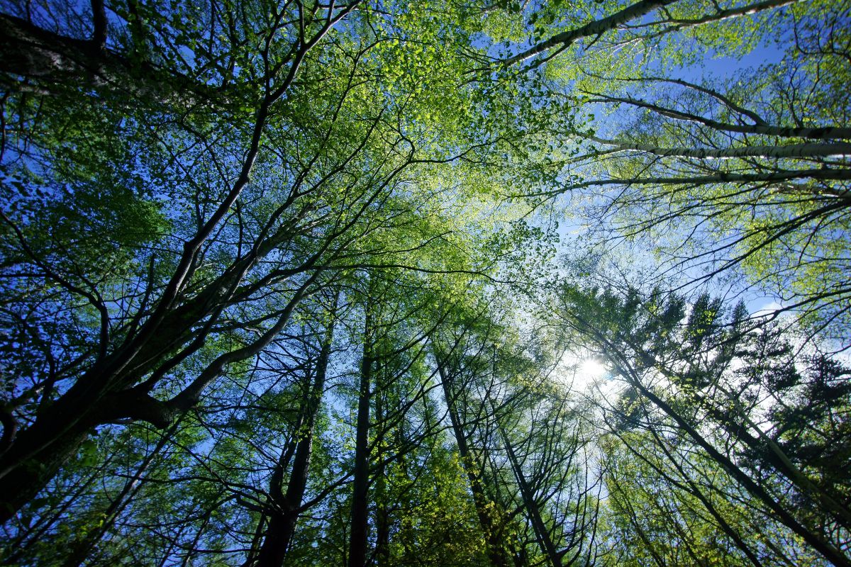 Green Woods | GANREF