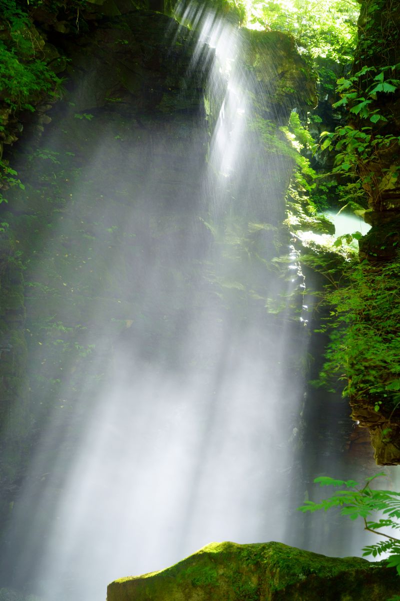 White arrow | GANREF