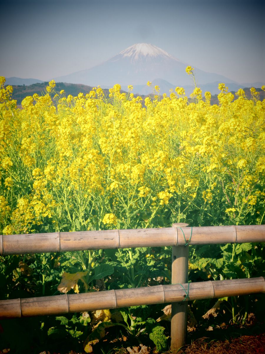 今日から開催 吾妻山 菜の花ウォッチ | GANREF
