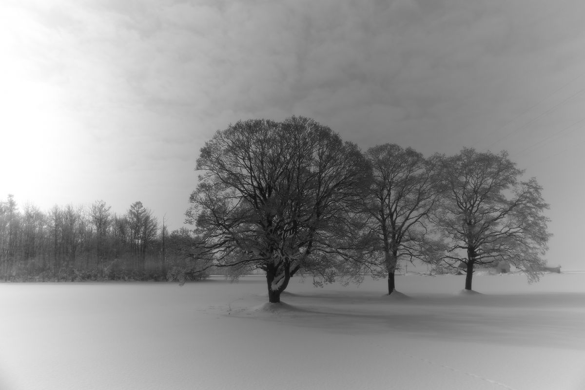 Three trees | GANREF