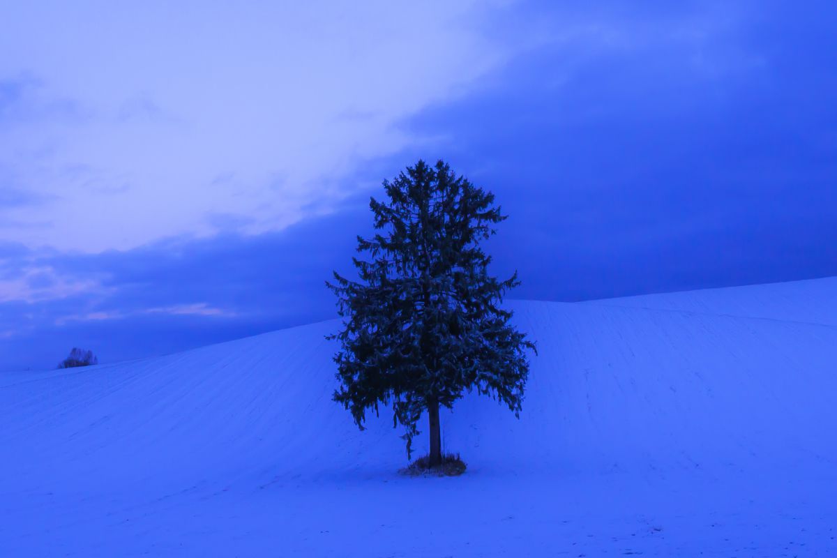 Lonely Blue | GANREF