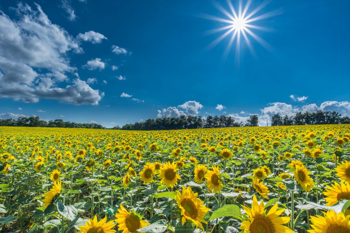 Sun&Sunflowers | GANREF