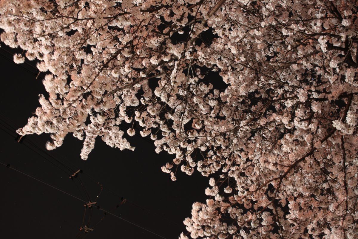夜桜 | GANREF