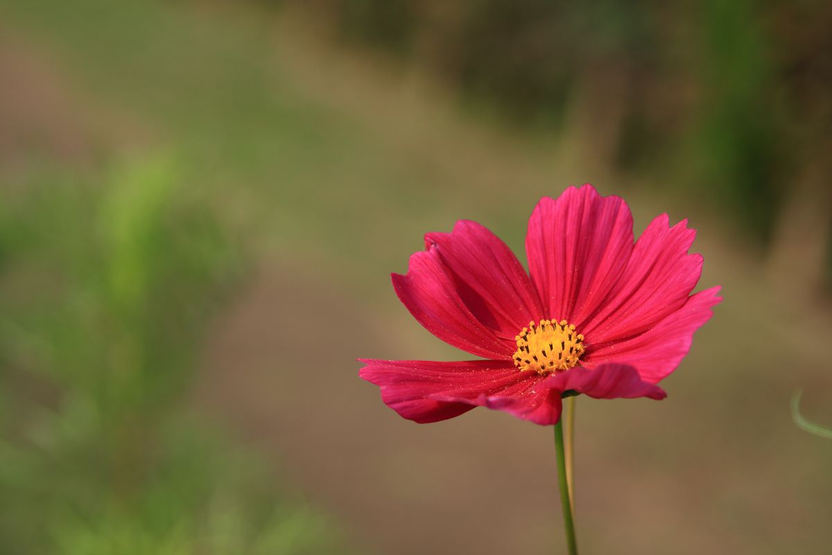 Red Cosmos | GANREF