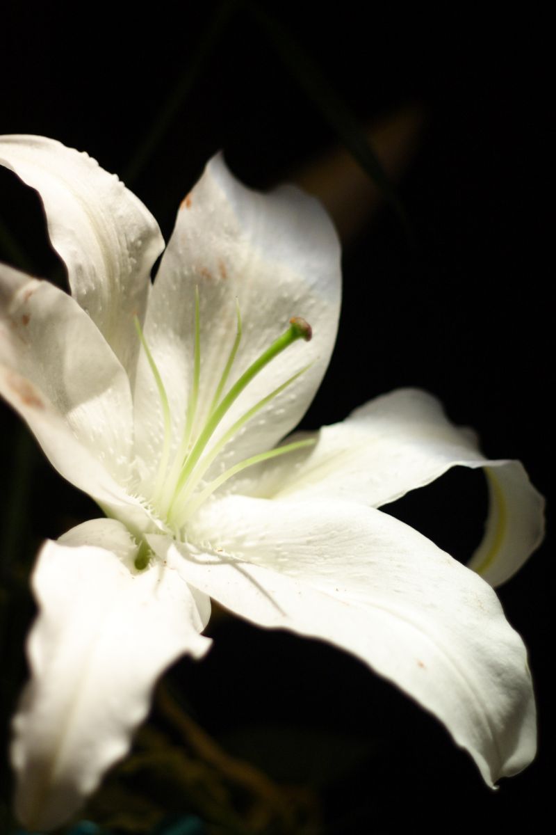 As time goes by | GANREF