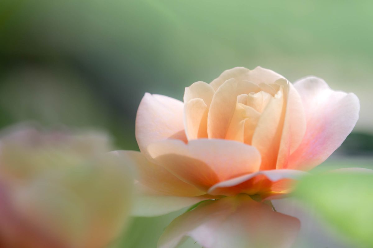 5月のバラ009 | GANREF