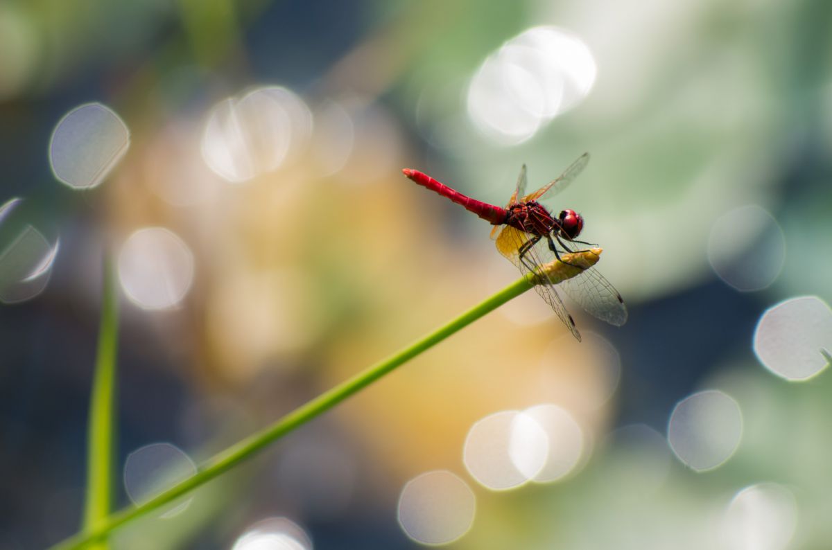 ハッチョウトンボ01 | GANREF