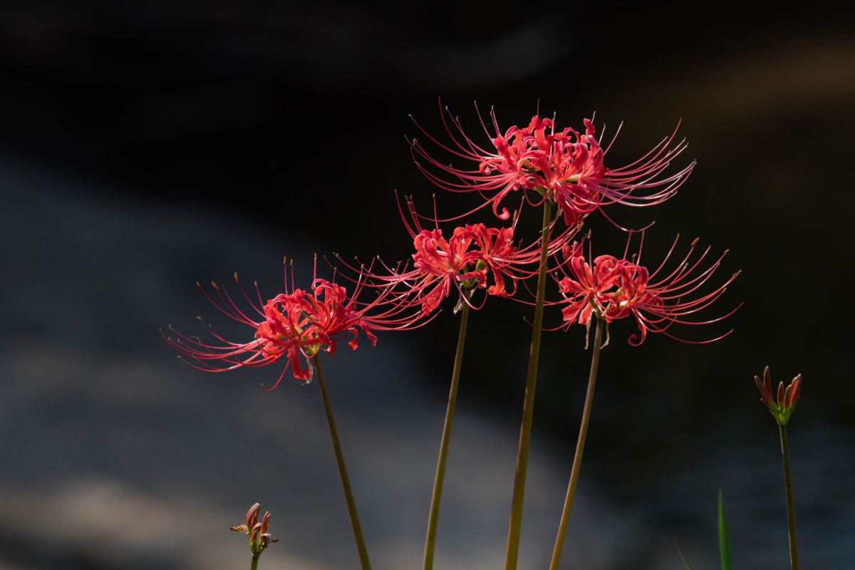 ヒガンバナ03 | GANREF