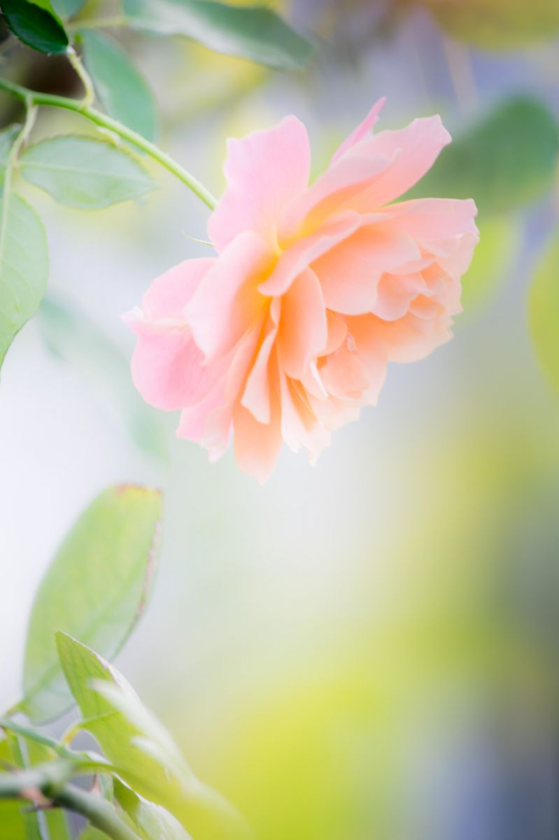 秋のバラ23 | GANREF