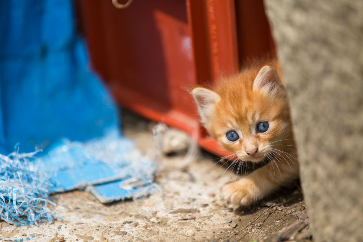 Kitten Blue | GANREF