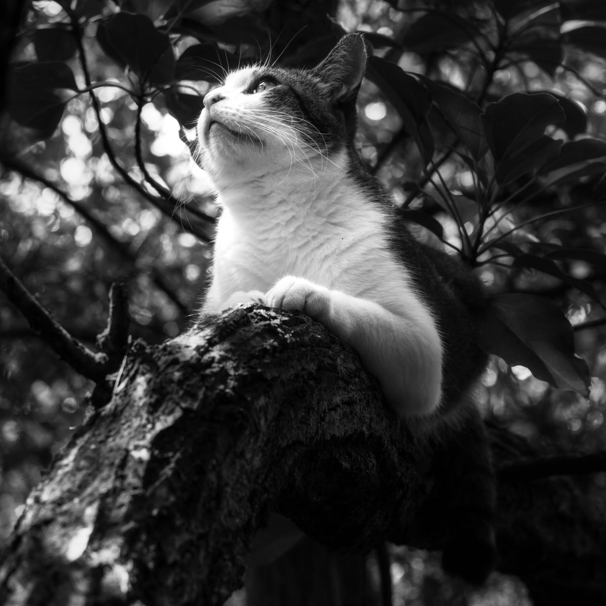 on the tree | GANREF