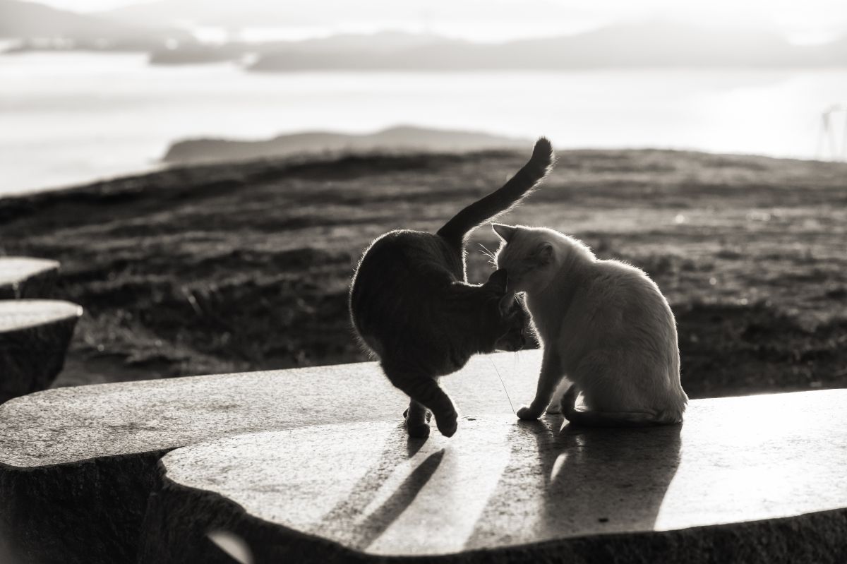 Dance with me? | GANREF