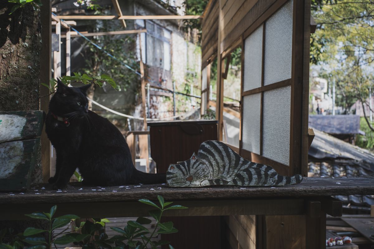 Onomiti cats | GANREF