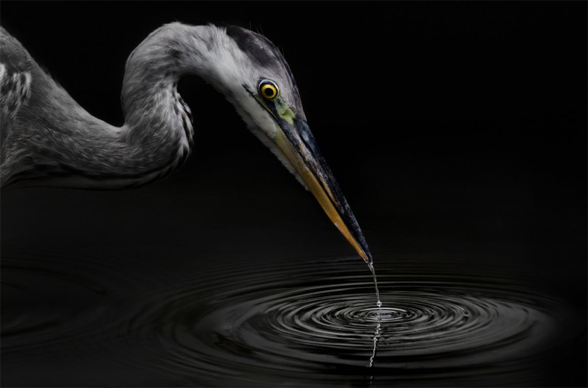 Concentration | GANREF