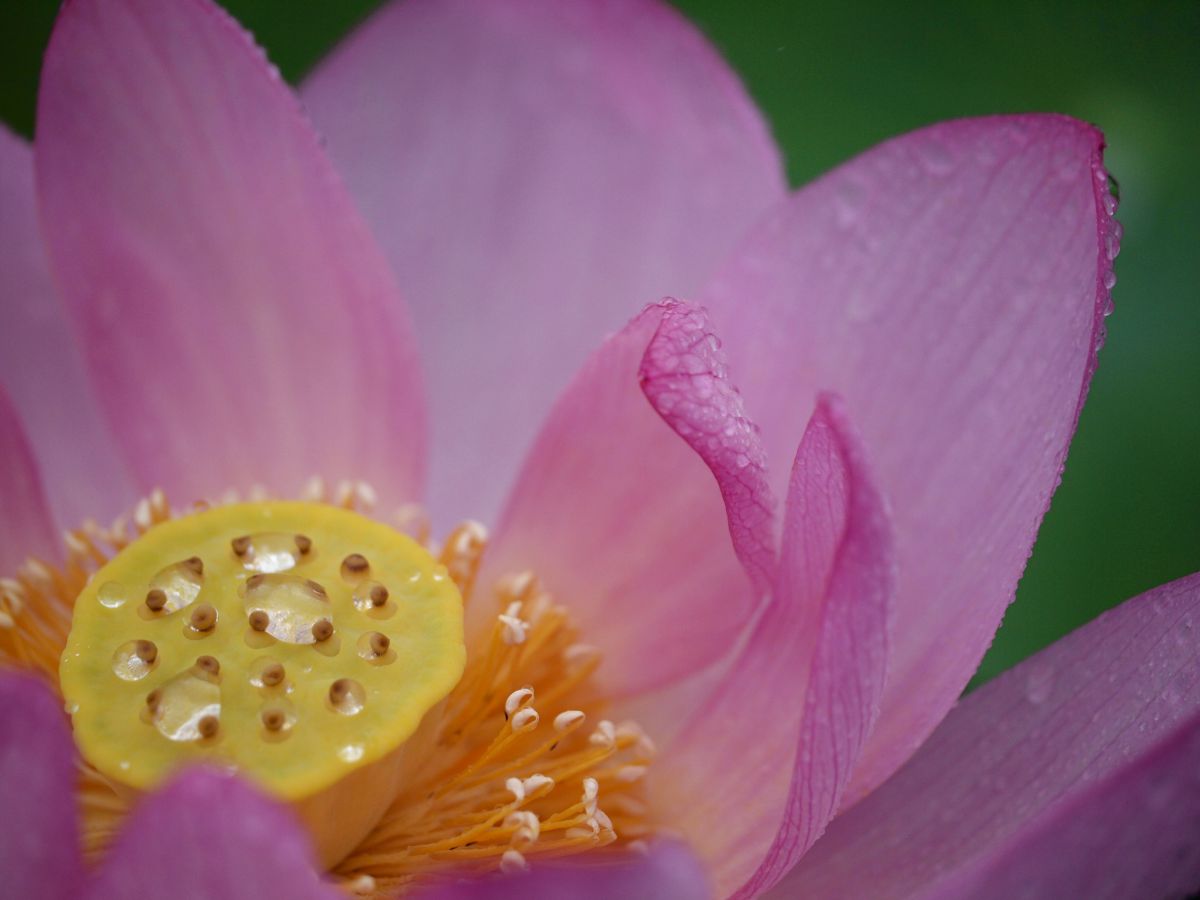 P8214169.JPG | GANREF